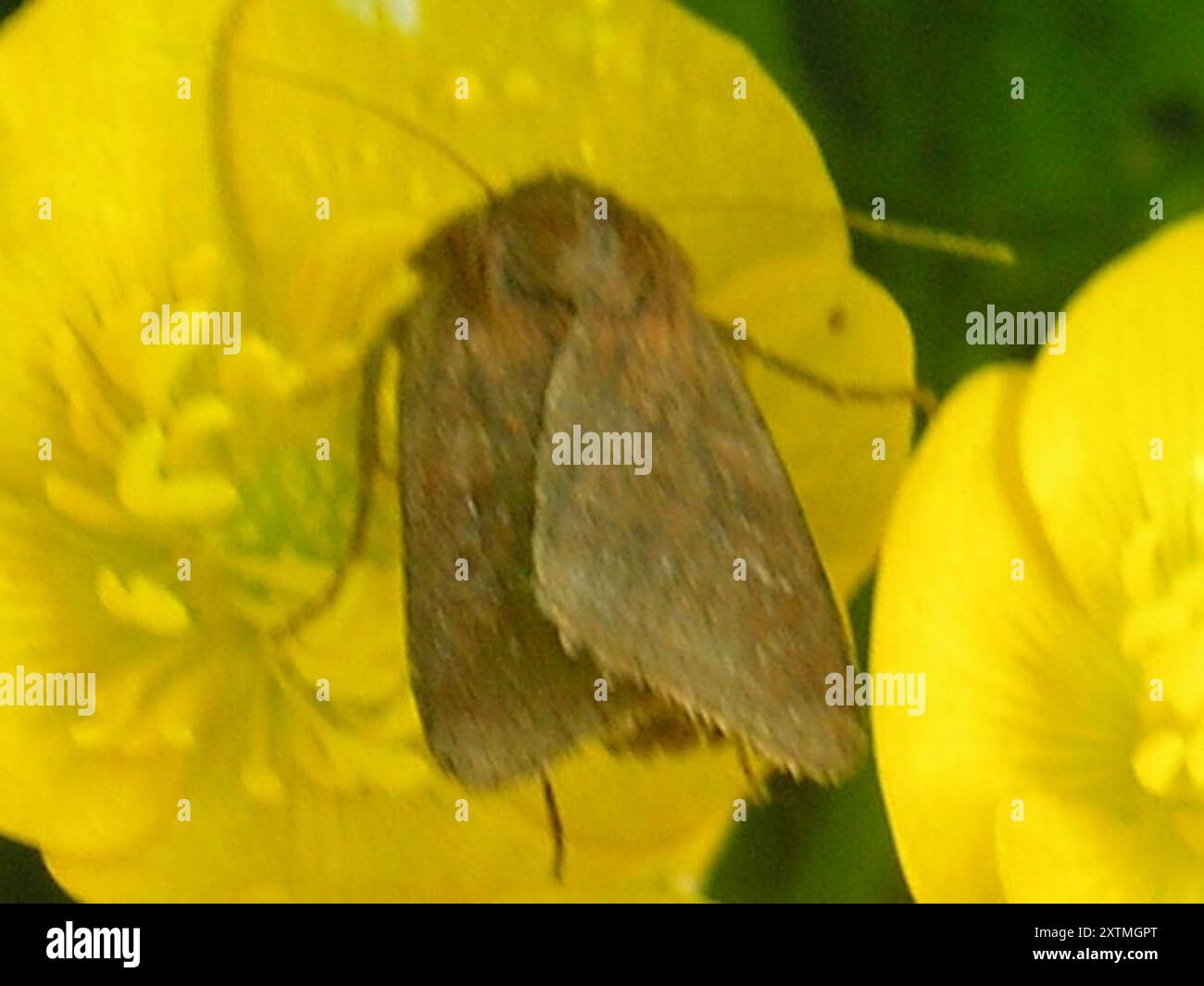 Cutworms and Dart Moths (Noctuinae) Insecta Stock Photo - Alamy