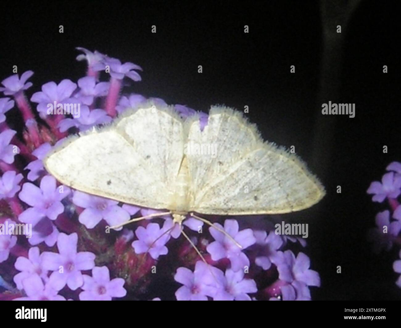 Small Fan-footed Wave (Idaea biselata) Insecta Stock Photo - Alamy