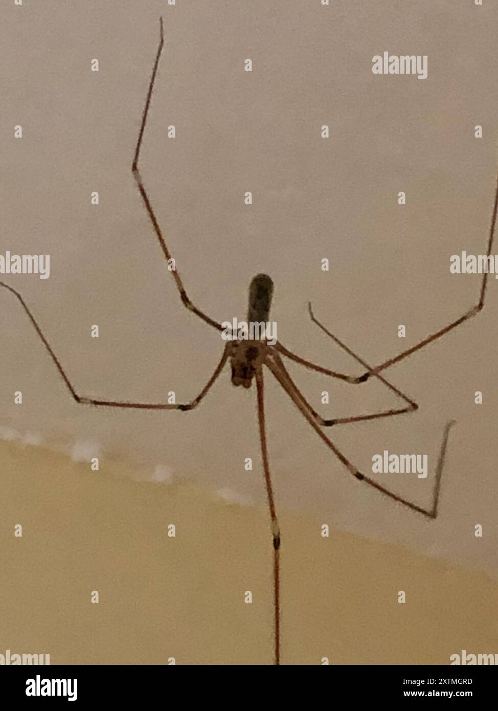 Long-bodied Cellar Spider (Pholcus phalangioides) Arachnida Stock Photo ...