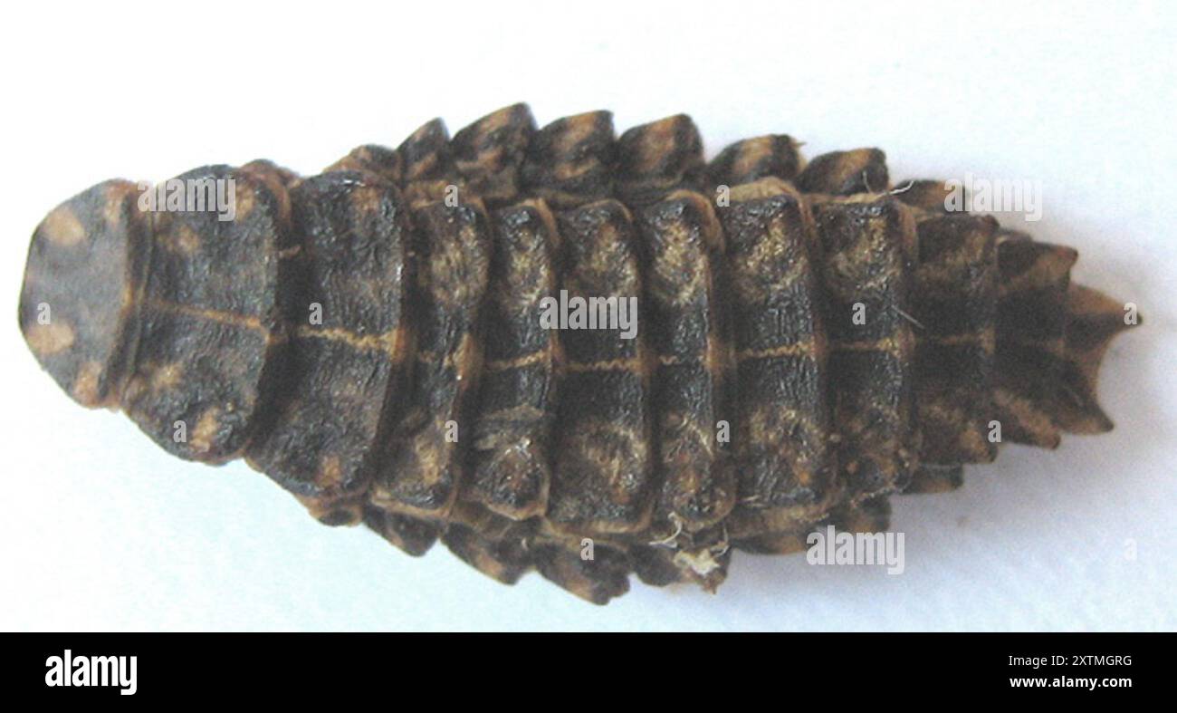 Fireflies (Lampyridae) Insecta Stock Photo - Alamy