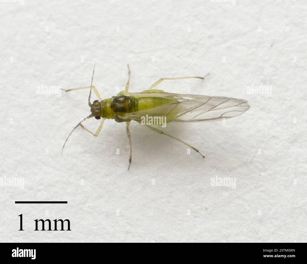 Carrot Aphid (Cavariella aegopodii) Insecta Stock Photo - Alamy