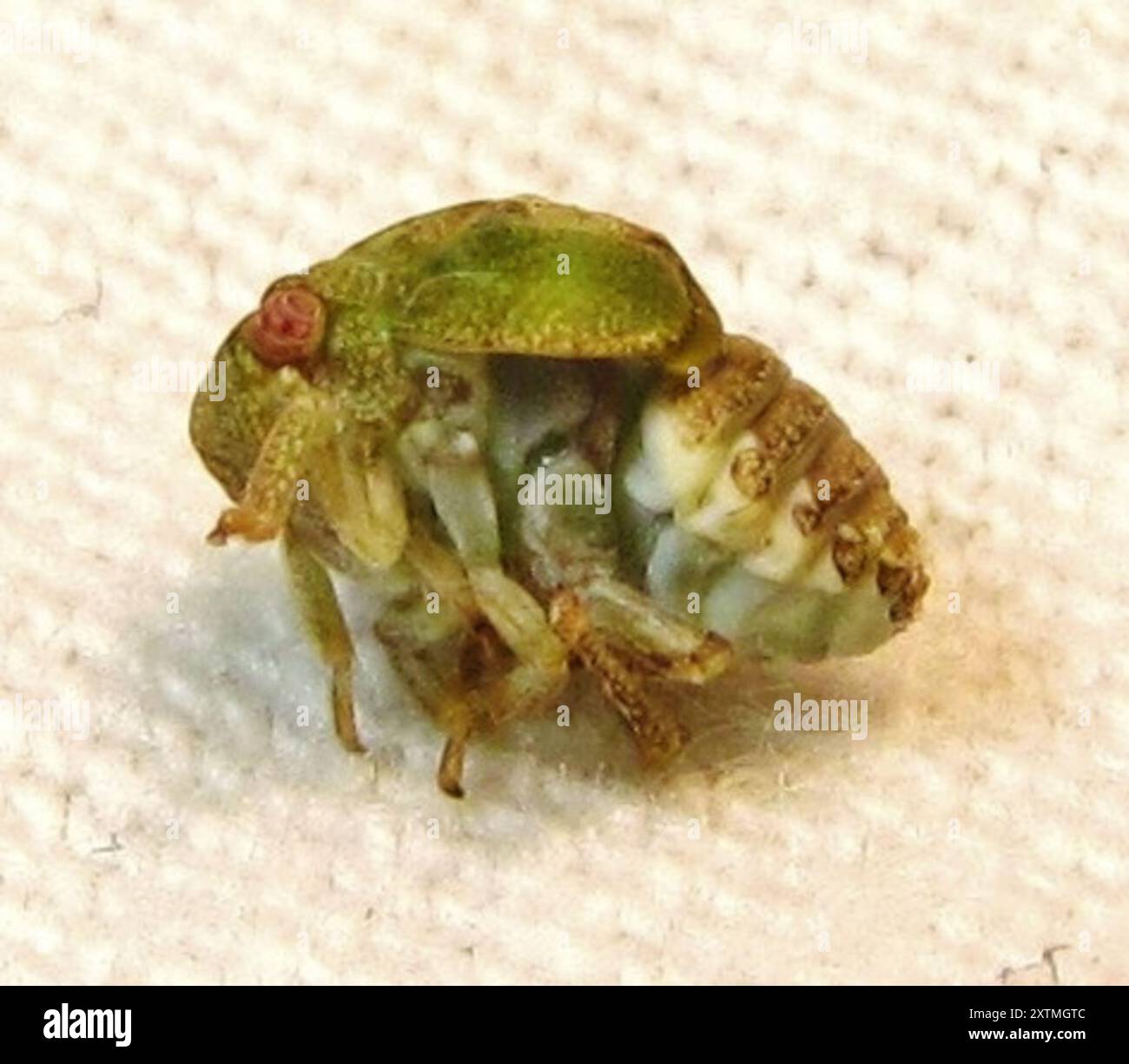 Green Cone-headed Planthopper (Acanalonia conica) Insecta Stock Photo ...