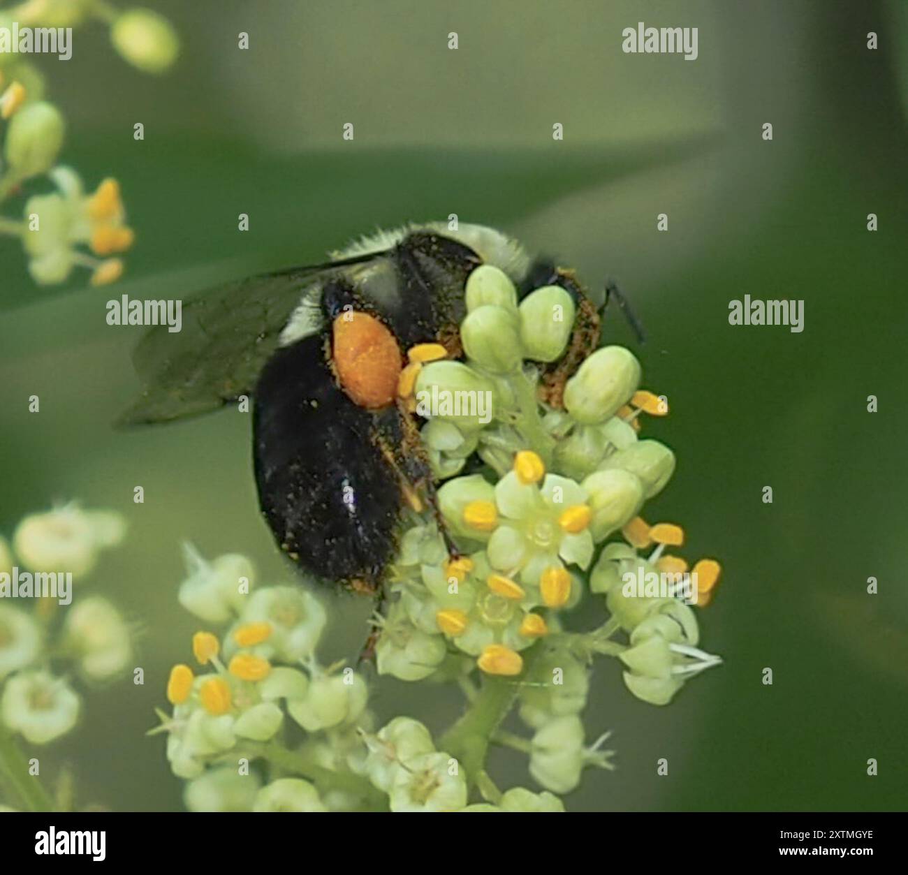 Common Eastern Bumble Bee (Bombus impatiens) Insecta Stock Photo - Alamy