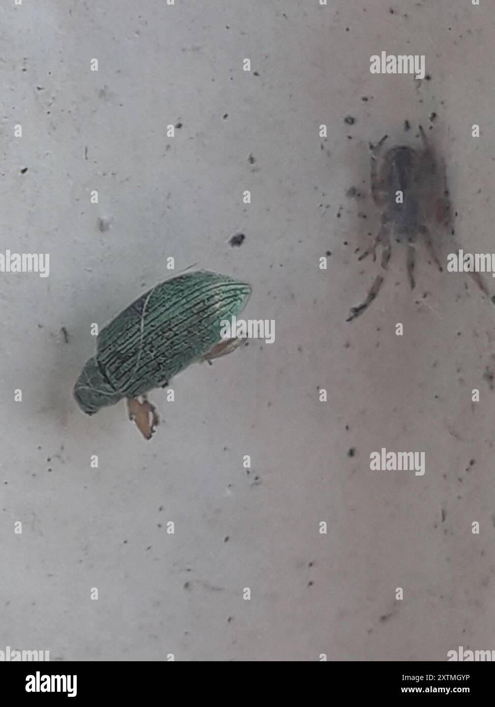 Green Immigrant Leaf Weevil (Polydrusus formosus) Insecta Stock Photo ...