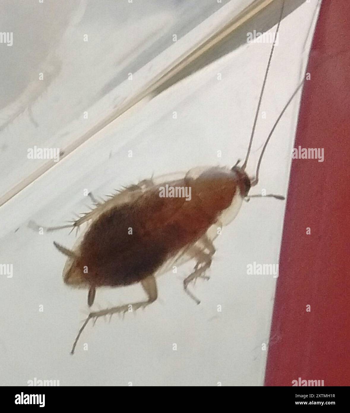 Tawny Cockroach (Ectobius pallidus) Insecta Stock Photo - Alamy