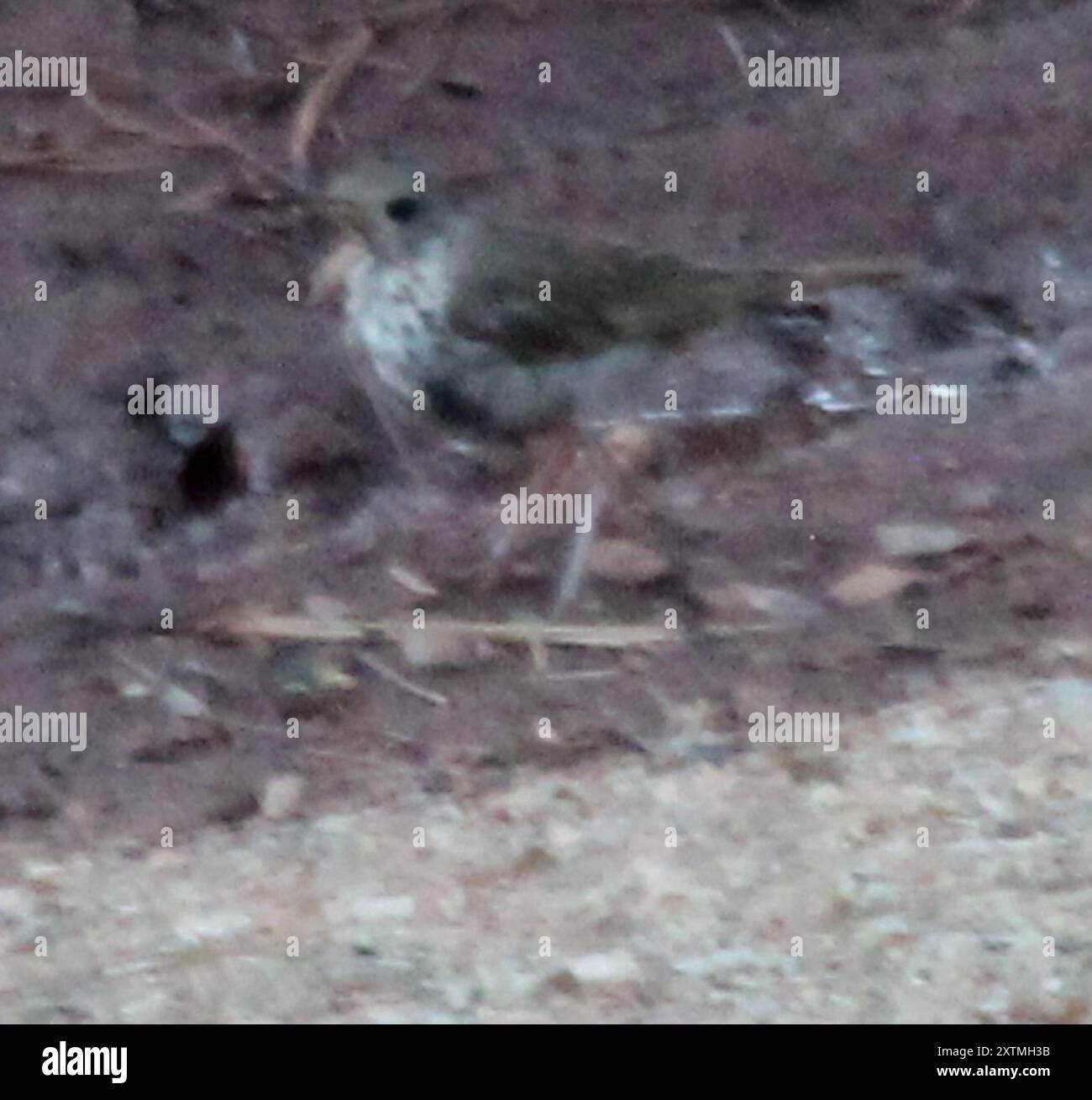 Hermit Thrush (Catharus guttatus) Aves Stock Photo - Alamy