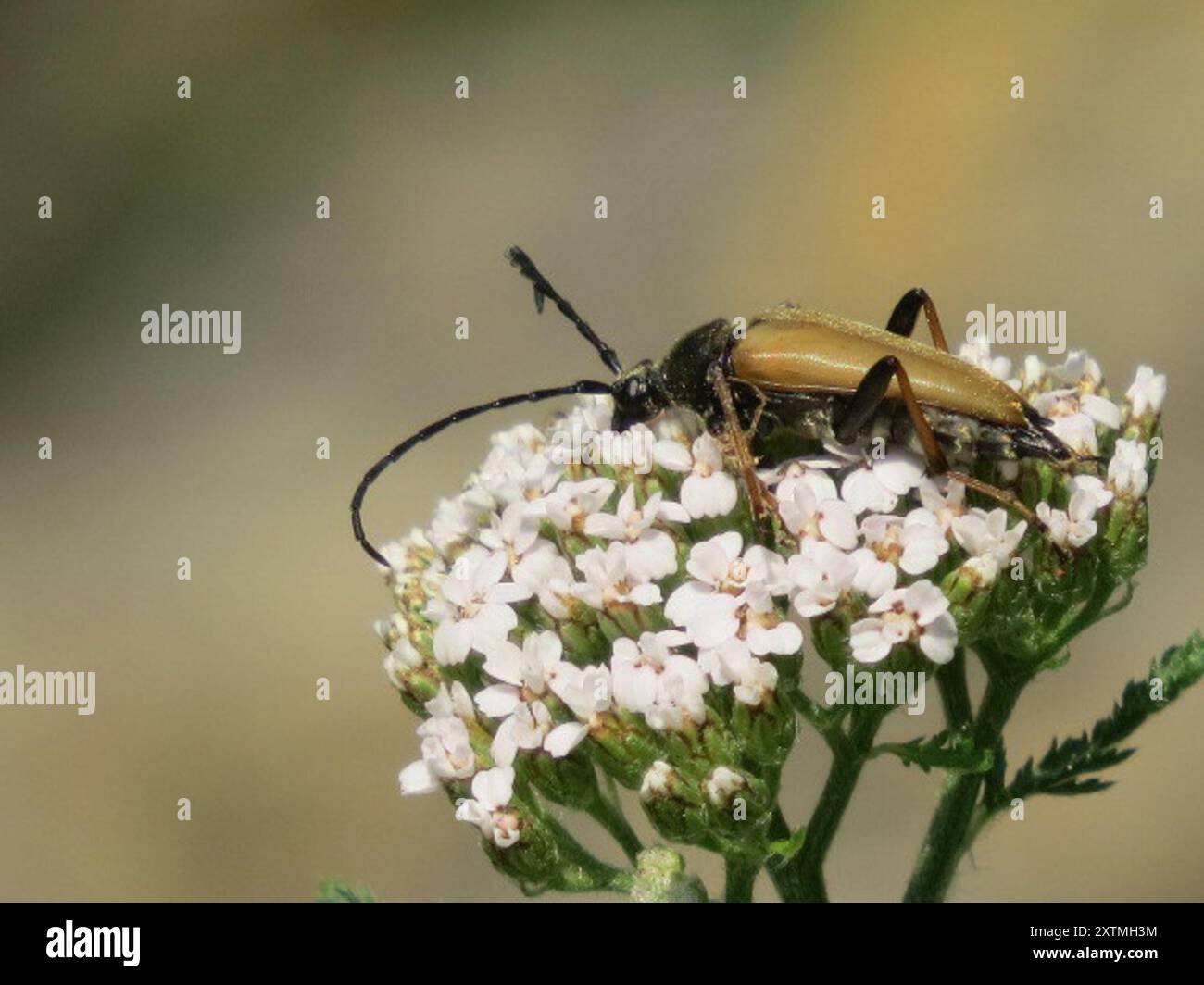 Red Pine Longhorn Beetle (Stictoleptura rubra) Insecta Stock Photo - Alamy