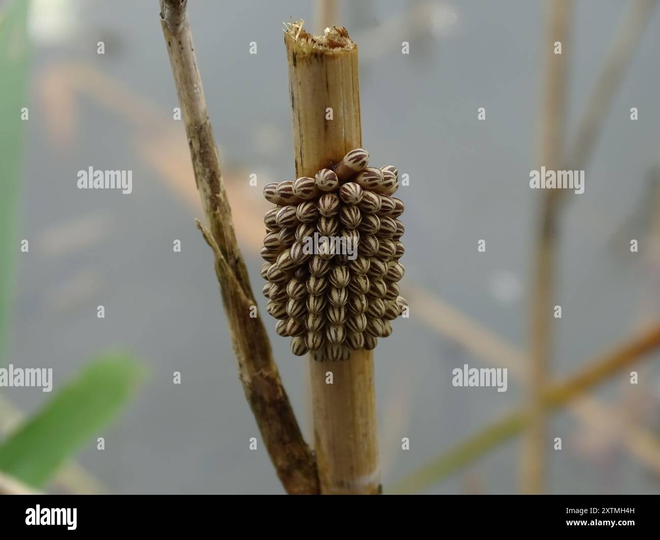 Asian Giant Water Bug (Lethocerus indicus) Insecta Stock Photo - Alamy