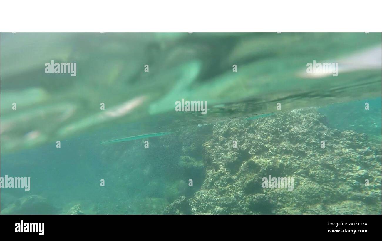 Needlefishes (Belonidae) Actinopterygii Stock Photo - Alamy