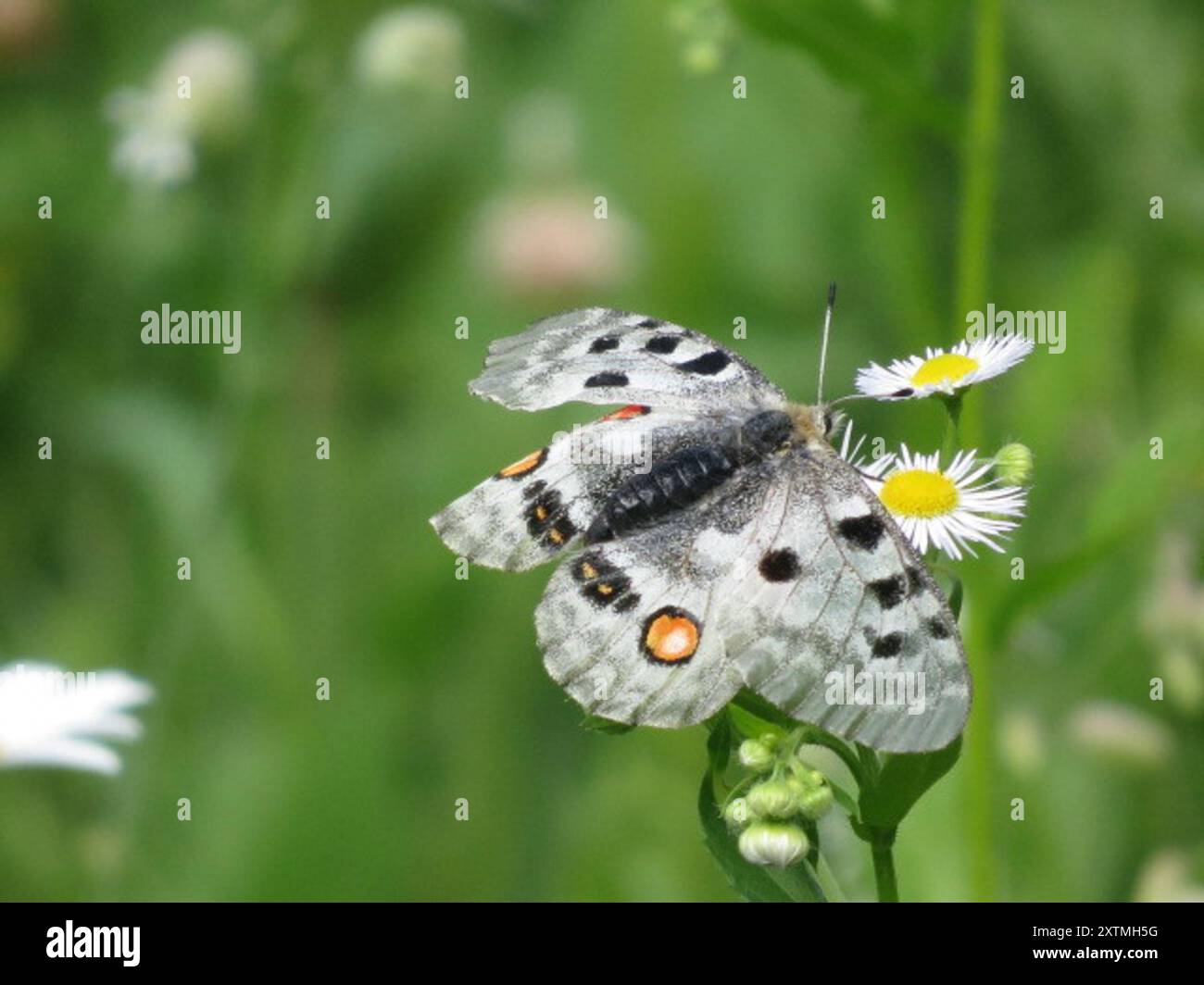 Apollo (Parnassius apollo) Insecta Stock Photo - Alamy