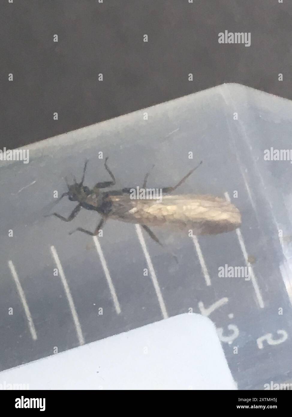 Common Stoneflies (Perlidae) Insecta Stock Photo - Alamy