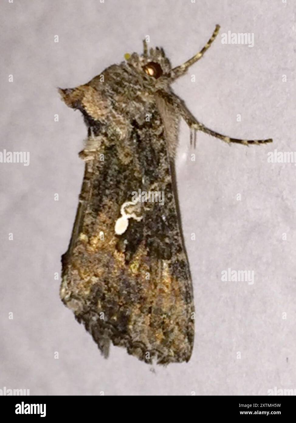 Cabbage Looper Moth (Trichoplusia ni) Insecta Stock Photo - Alamy