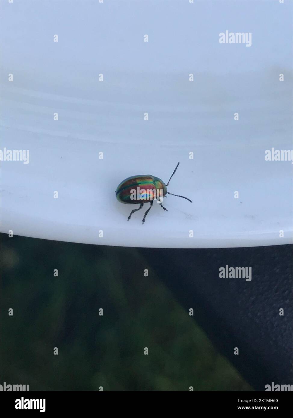 Dead-nettle Leaf Beetle (Fasta fastuosa) Insecta Stock Photo - Alamy