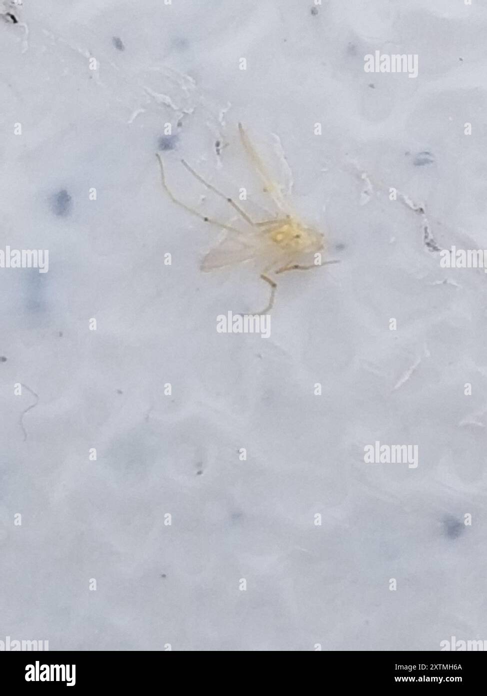 Biting Midges (Ceratopogonidae) Insecta Stock Photo - Alamy