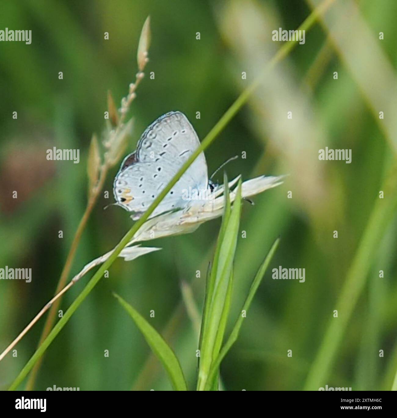 Eastern Tailed-Blue (Cupido comyntas) Insecta Stock Photo - Alamy