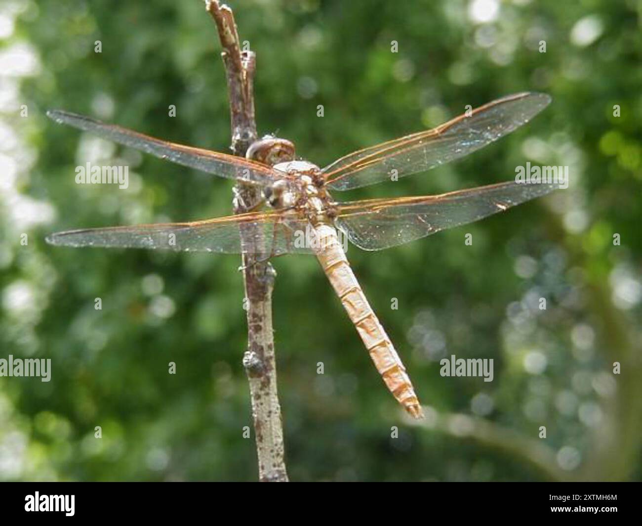 Skimmers (Libellulidae) Insecta Stock Photo - Alamy