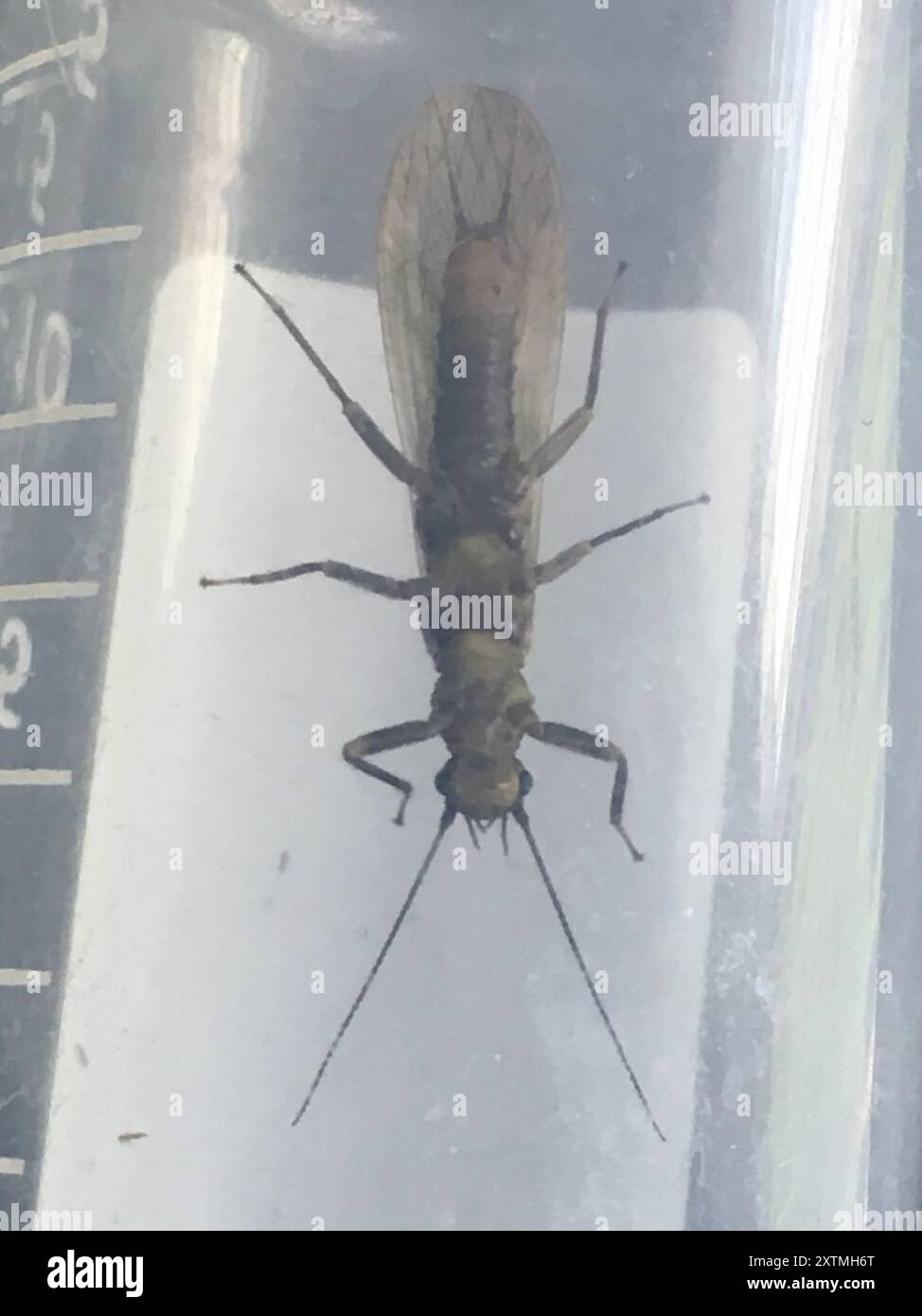 Common Stoneflies (Perlidae) Insecta Stock Photo - Alamy