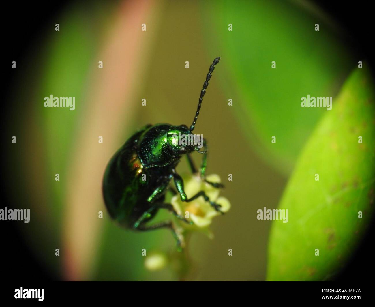 Dogbane Leaf Beetle (Chrysochus auratus) Insecta Stock Photo - Alamy
