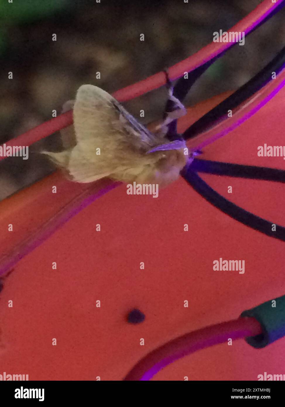 Southern Flannel Moth (Megalopyge opercularis) Insecta Stock Photo - Alamy