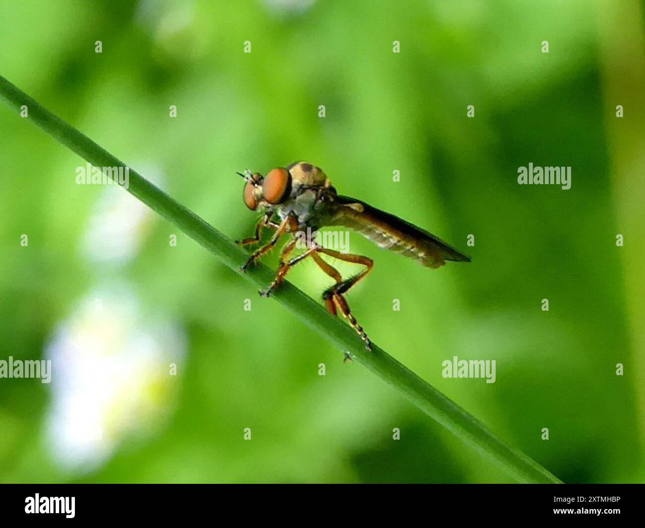 Holcocephala abdominalis hi-res stock photography and images - Alamy