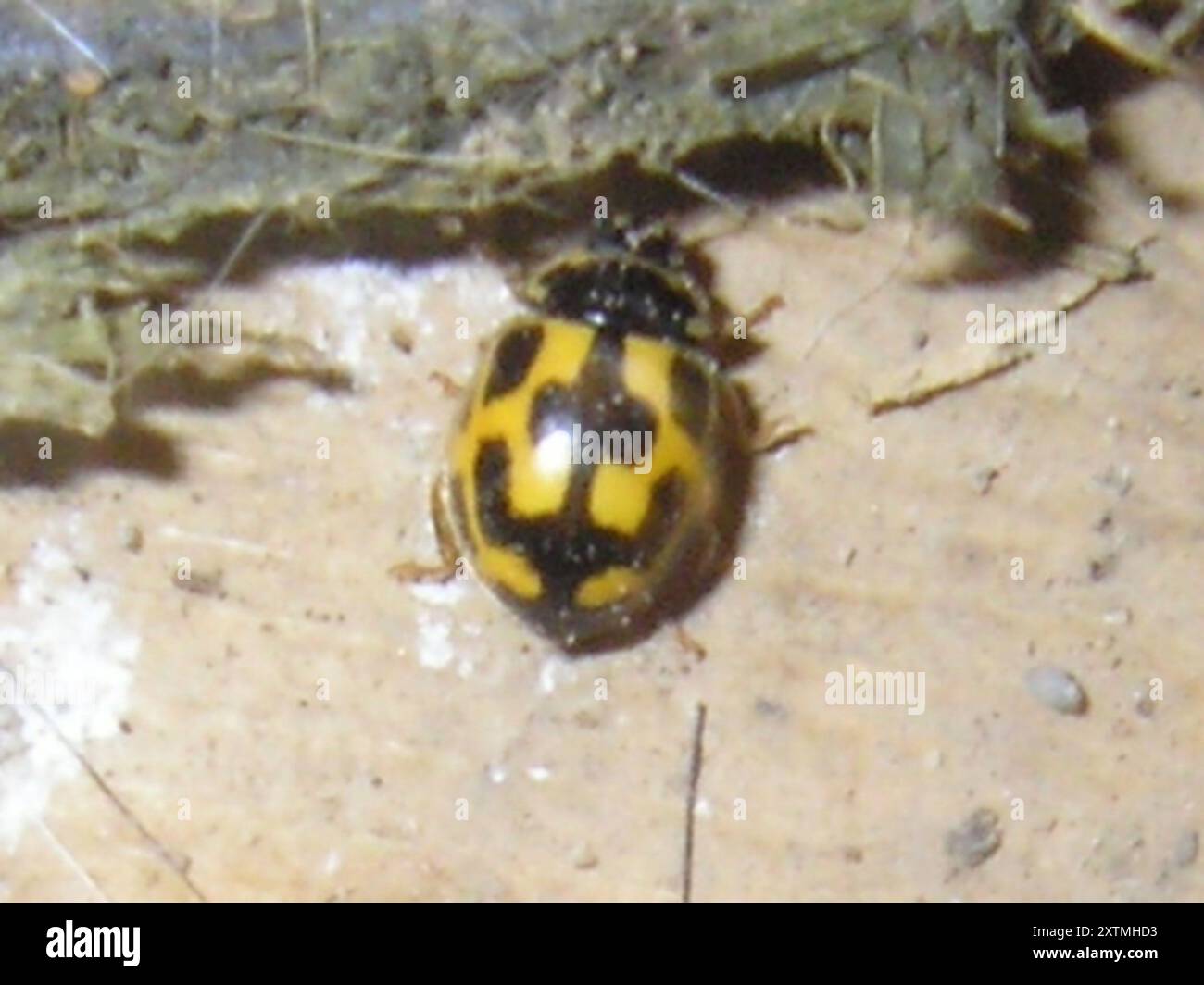 Fourteen-spotted Lady Beetle (Propylea quatuordecimpunctata) Insecta ...