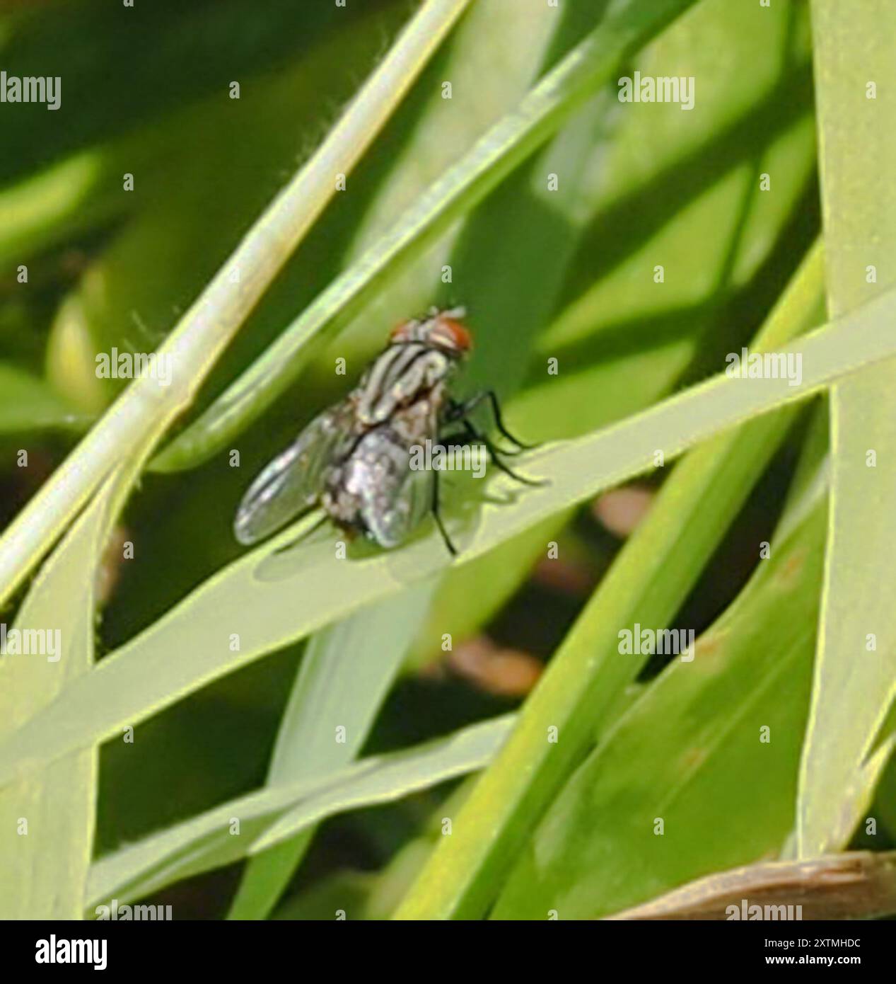 Flies (Diptera) Insecta Stock Photo - Alamy