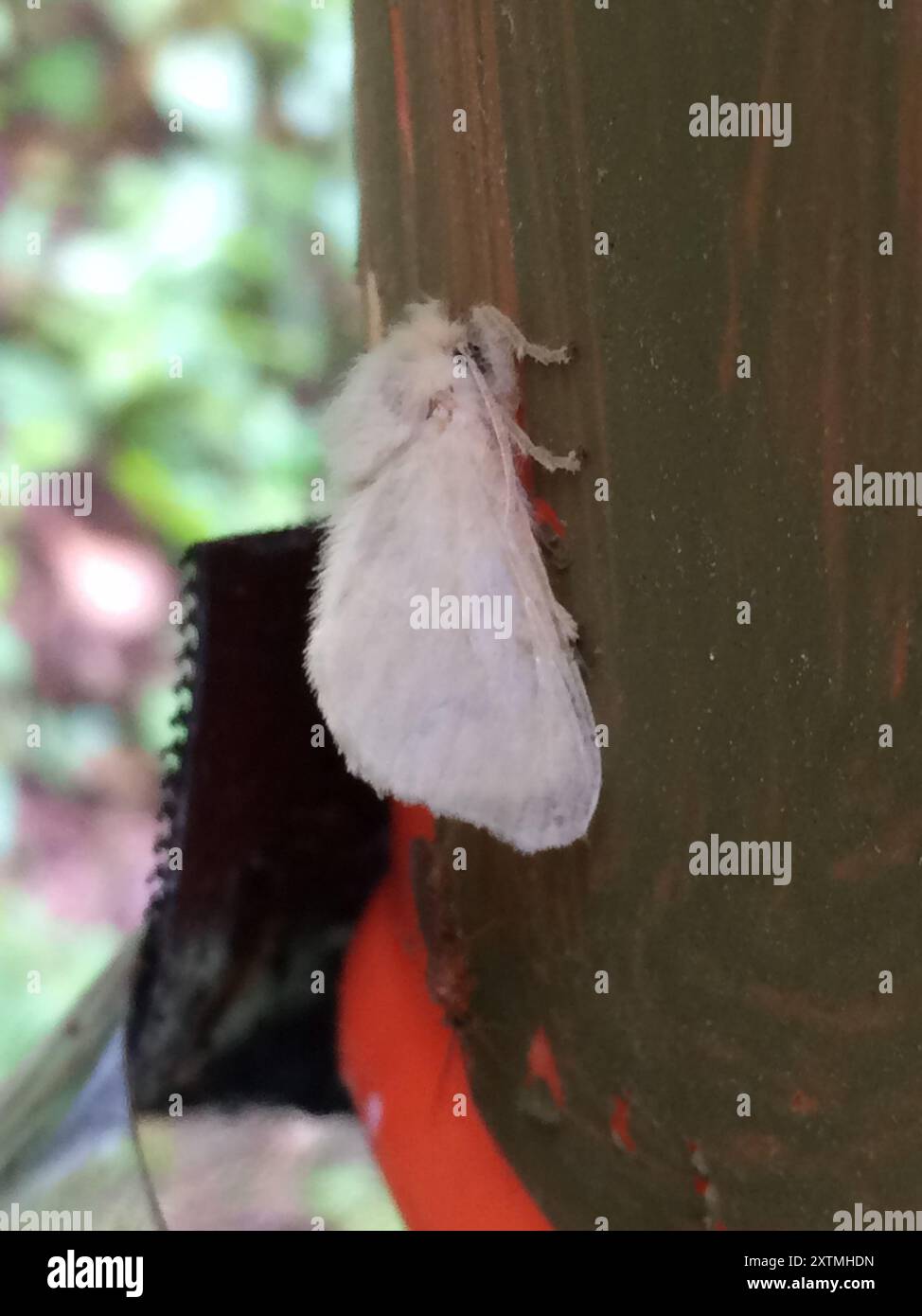 Black-waved Flannel Moth (Megalopyge crispata) Insecta Stock Photo - Alamy