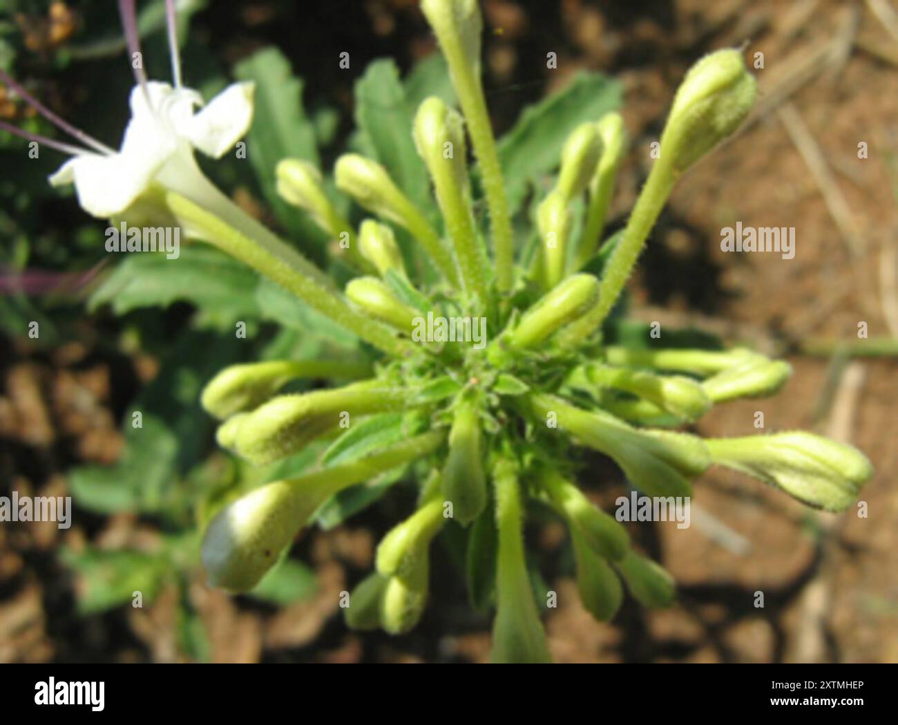 Tube Flower (Clerodendrum ternatum) Plantae Stock Photo - Alamy
