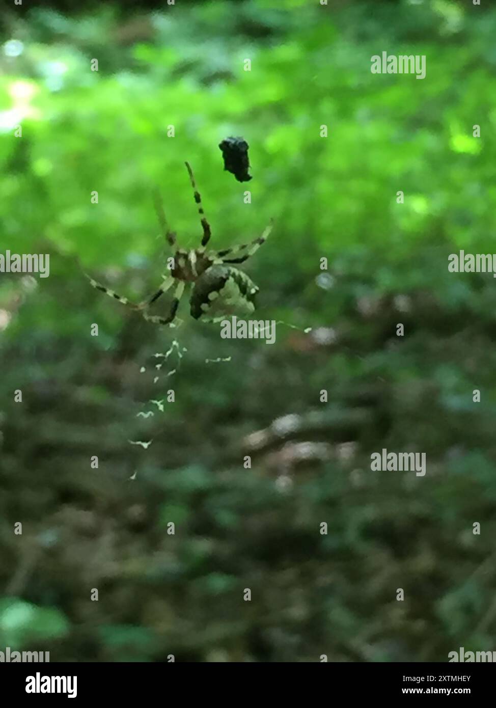 Arrowhead Orbweaver (Verrucosa arenata) Arachnida Stock Photo - Alamy