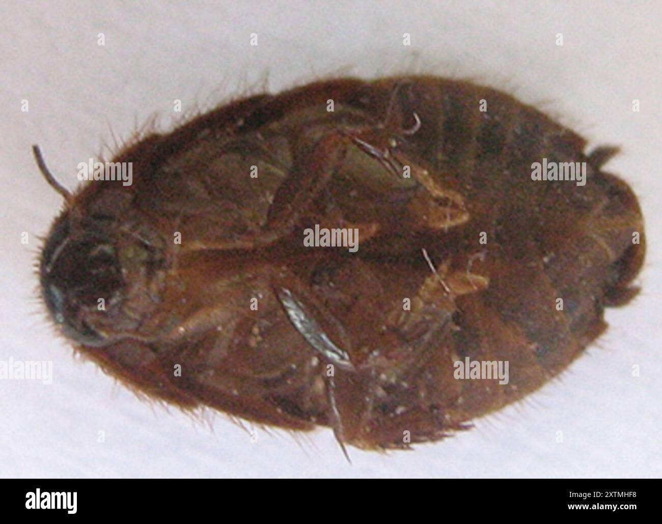 Sand Cockroaches (Corydiidae) Insecta Stock Photo - Alamy