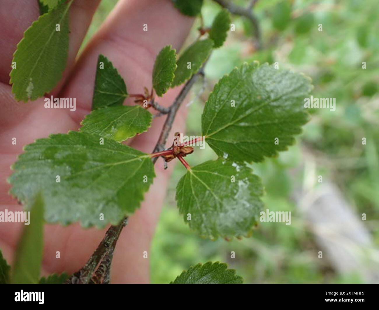 dwarf resin birch (Betula glandulosa) Plantae Stock Photo - Alamy