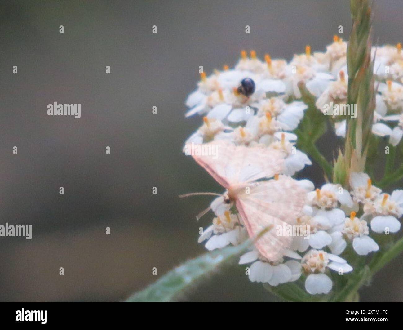 Isle of Wight Wave (Idaea humiliata) Insecta Stock Photo - Alamy