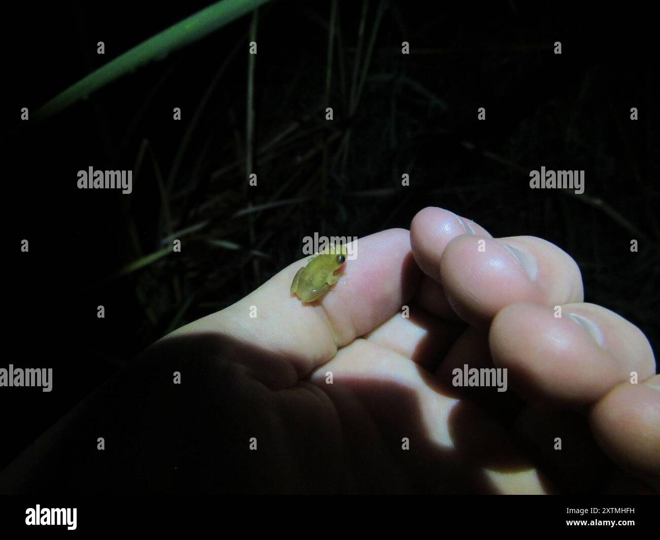 Delicate Spiny Reed Frog (Afrixalus delicatus) Amphibia Stock Photo - Alamy