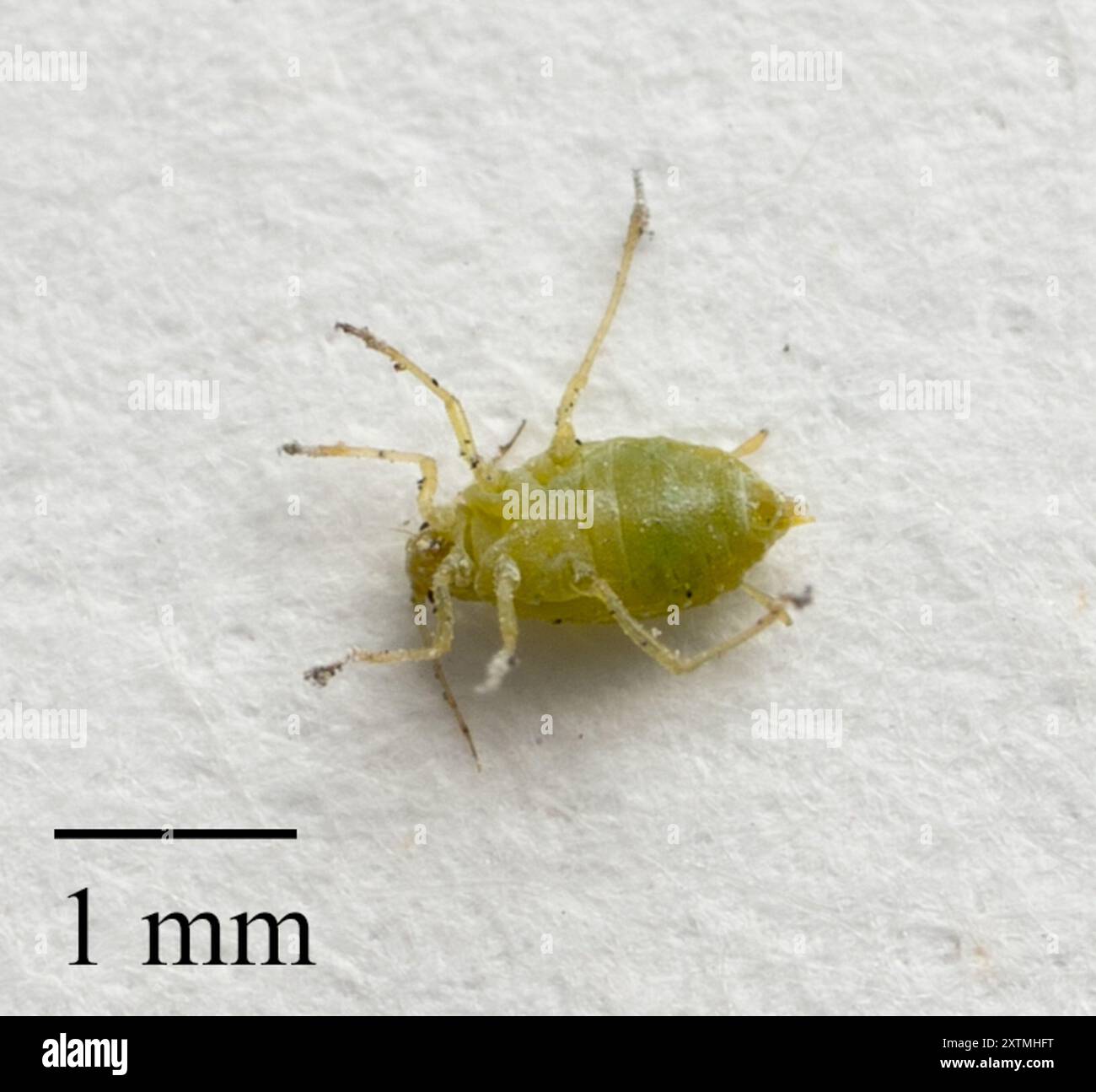Carrot Aphid (Cavariella aegopodii) Insecta Stock Photo - Alamy