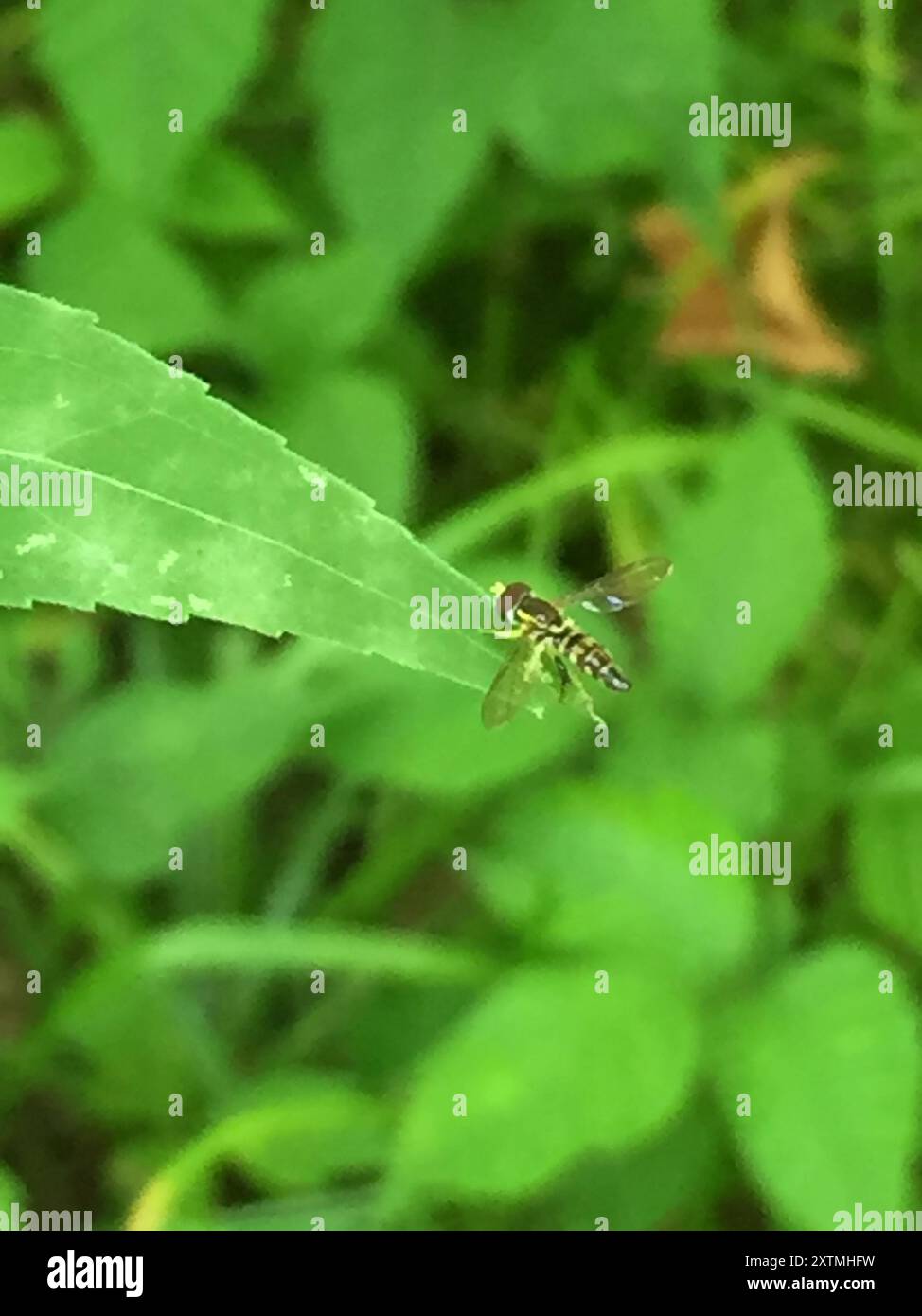 Eastern Calligrapher (Toxomerus geminatus) Insecta Stock Photo - Alamy