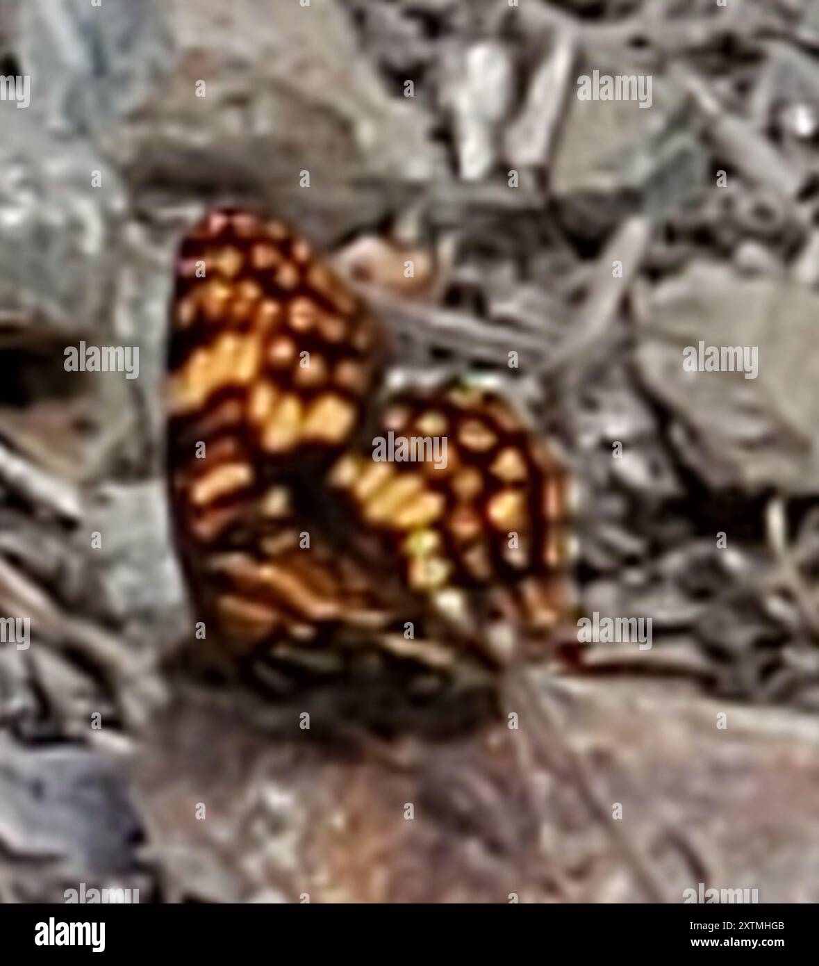 Northern Checkerspot (Chlosyne palla) Insecta Stock Photo - Alamy