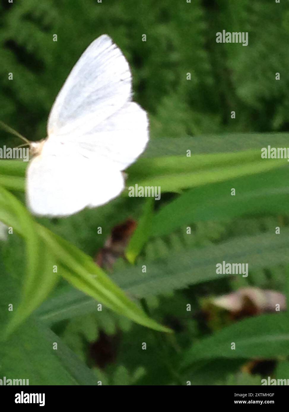 White Spring Moth (Lomographa vestaliata) Insecta Stock Photo - Alamy