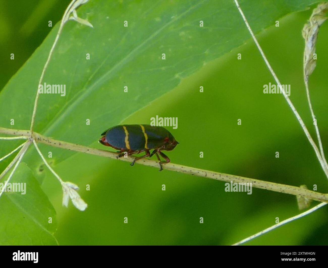 Two-lined Spittlebug (Prosapia bicincta) Insecta Stock Photo - Alamy
