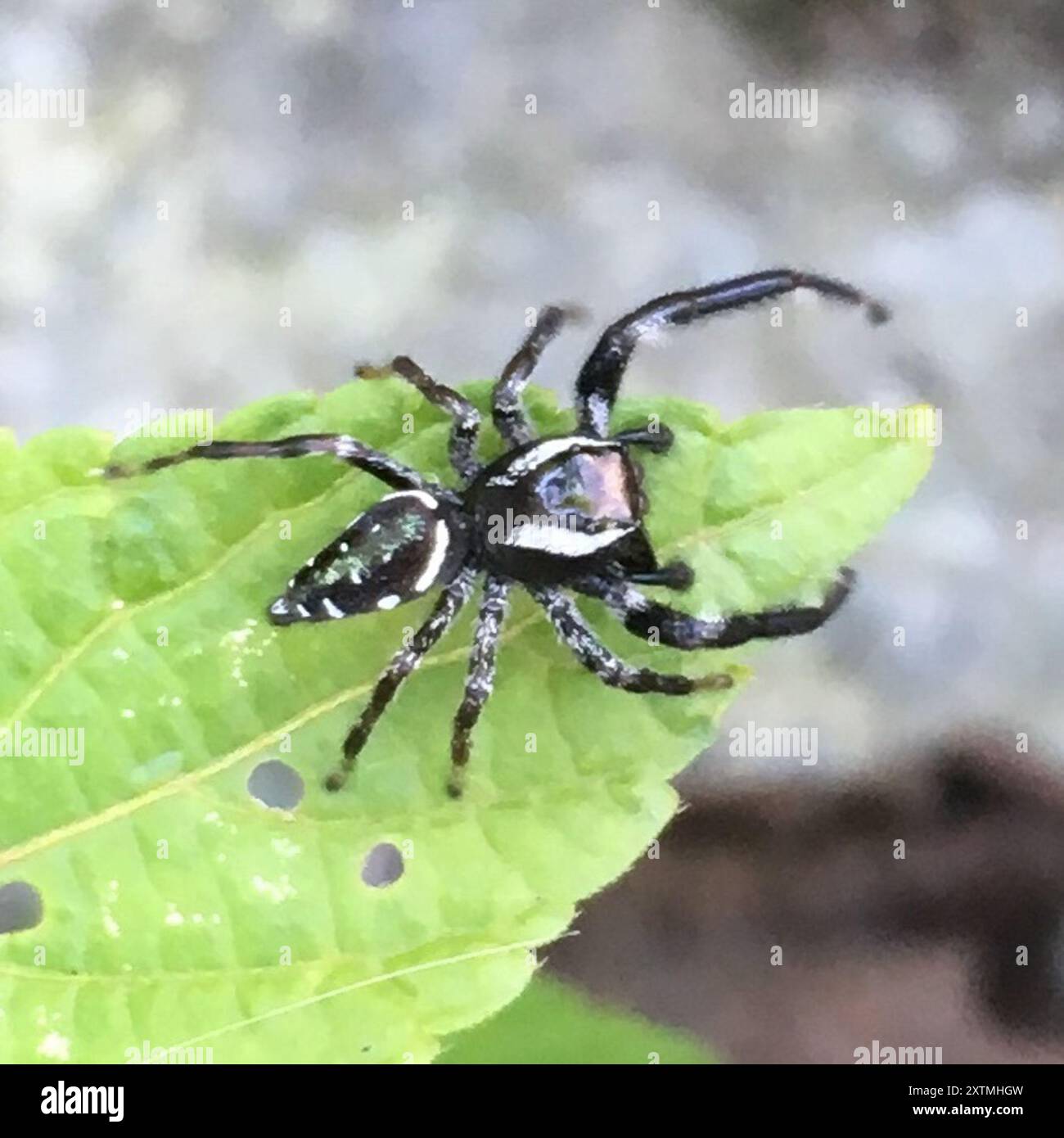 Golden Jumping Spider (Paraphidippus aurantius) Arachnida Stock Photo ...
