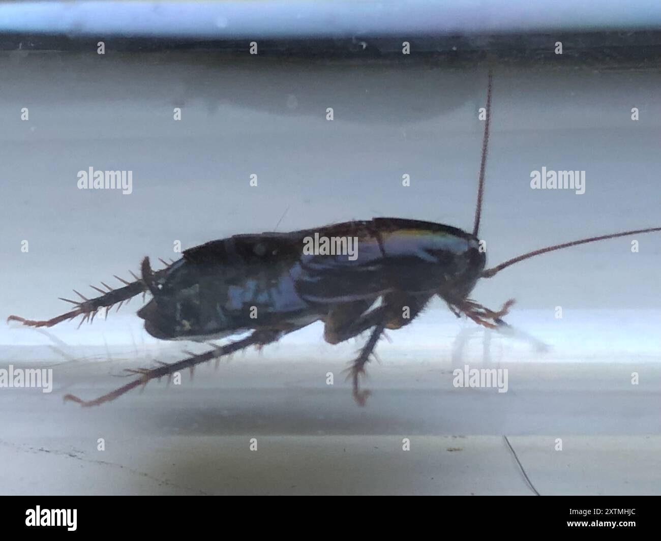 Household Cockroaches (Blattidae) Insecta Stock Photo - Alamy