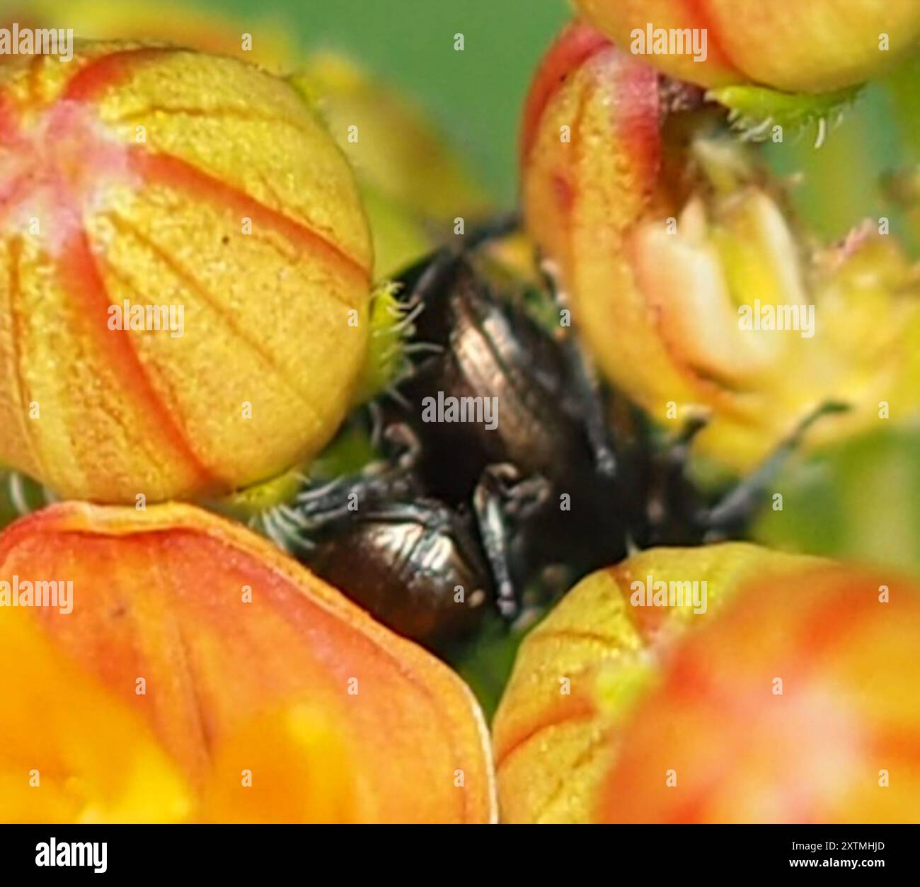 Beetles (Coleoptera) Insecta Stock Photo - Alamy