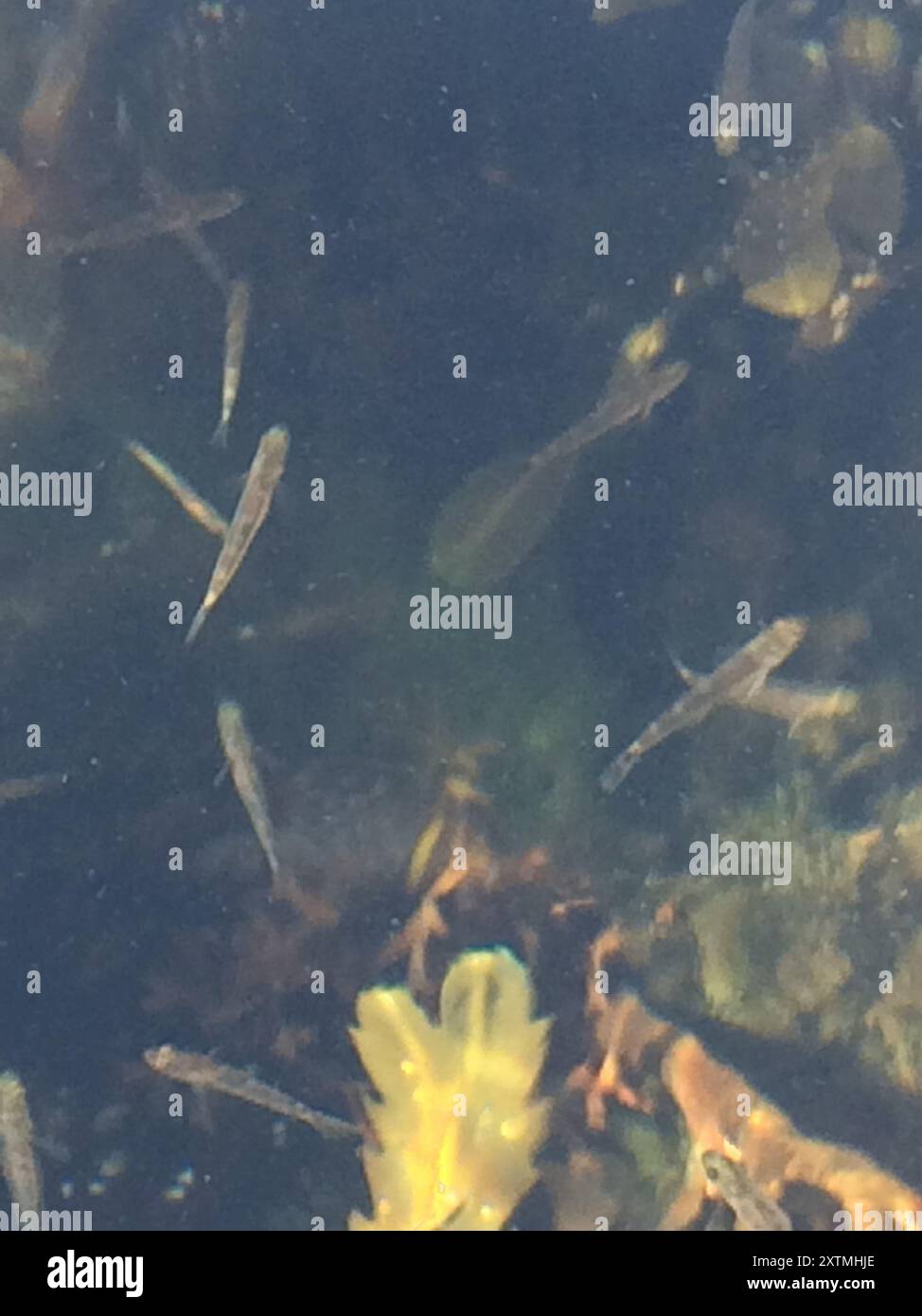 Two spotted goby hi-res stock photography and images - Alamy