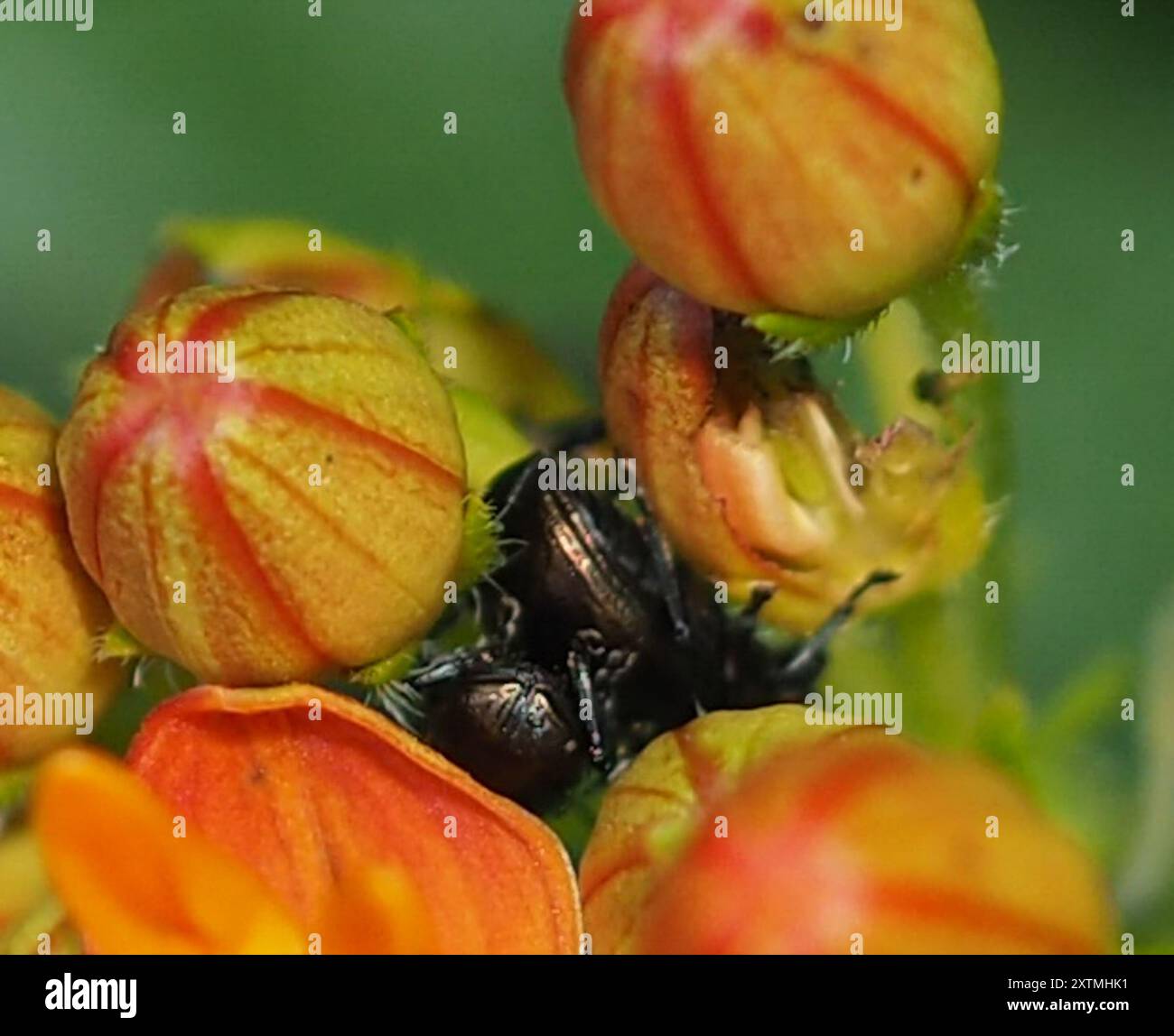 Beetles (Coleoptera) Insecta Stock Photo - Alamy