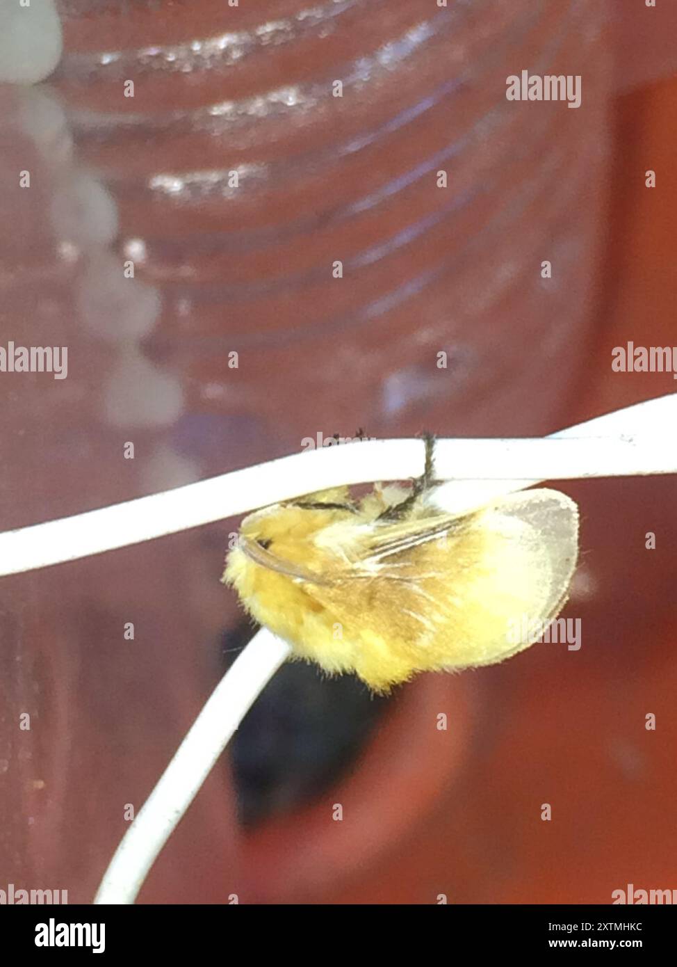 Southern Flannel Moth (Megalopyge opercularis) Insecta Stock Photo - Alamy