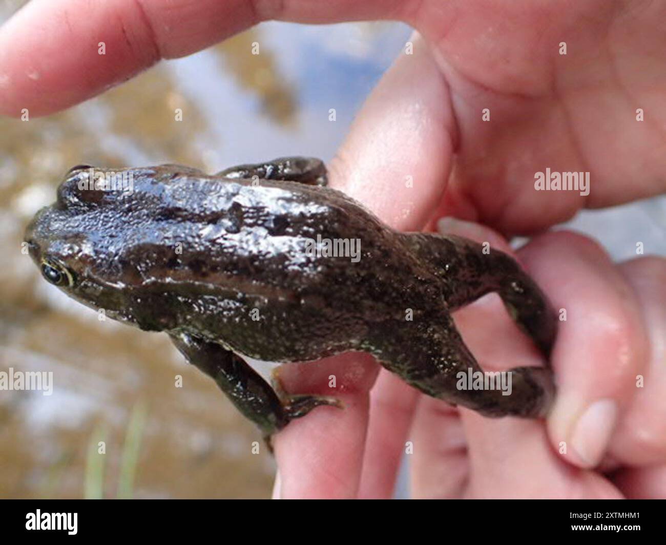 Columbia Spotted Frog (Rana luteiventris) Amphibia Stock Photo - Alamy