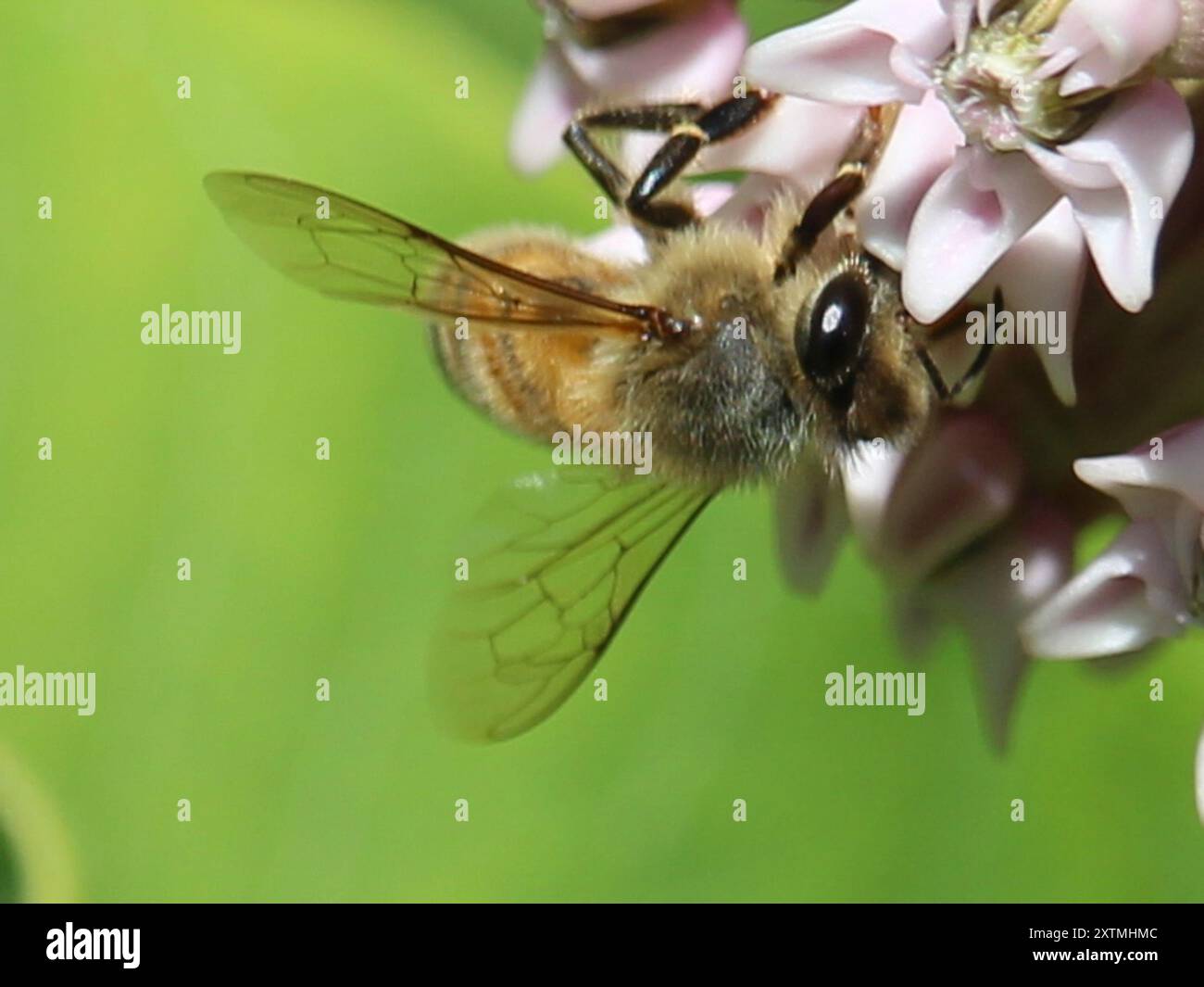 Western Honey Bee (Apis mellifera) Insecta Stock Photo - Alamy