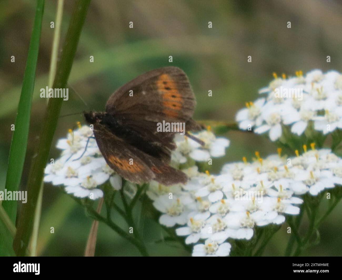 Mountain Ringlet (Erebia epiphron) Insecta Stock Photo - Alamy