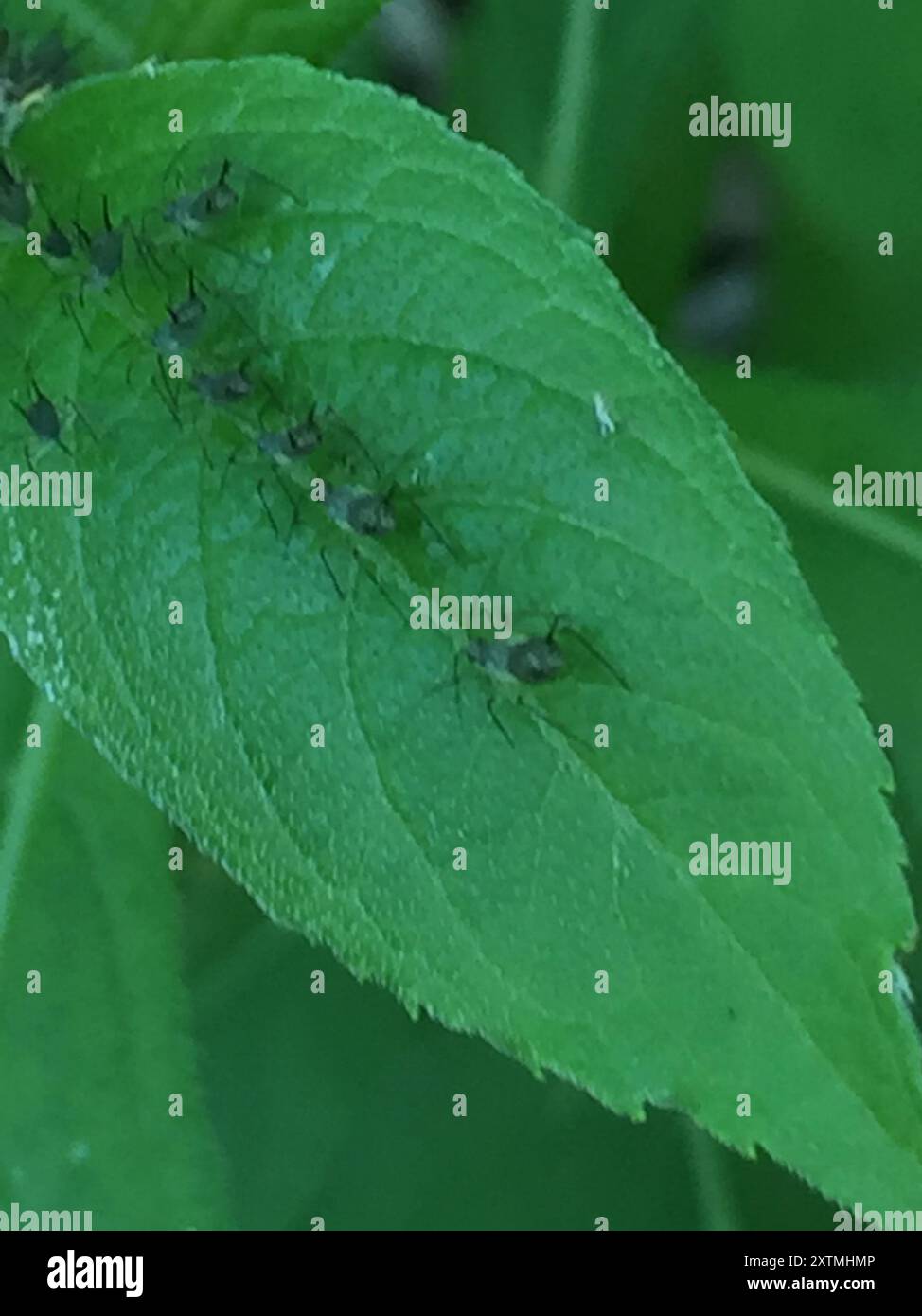 Aphids and Allies (Aphidomorpha) Insecta Stock Photo - Alamy