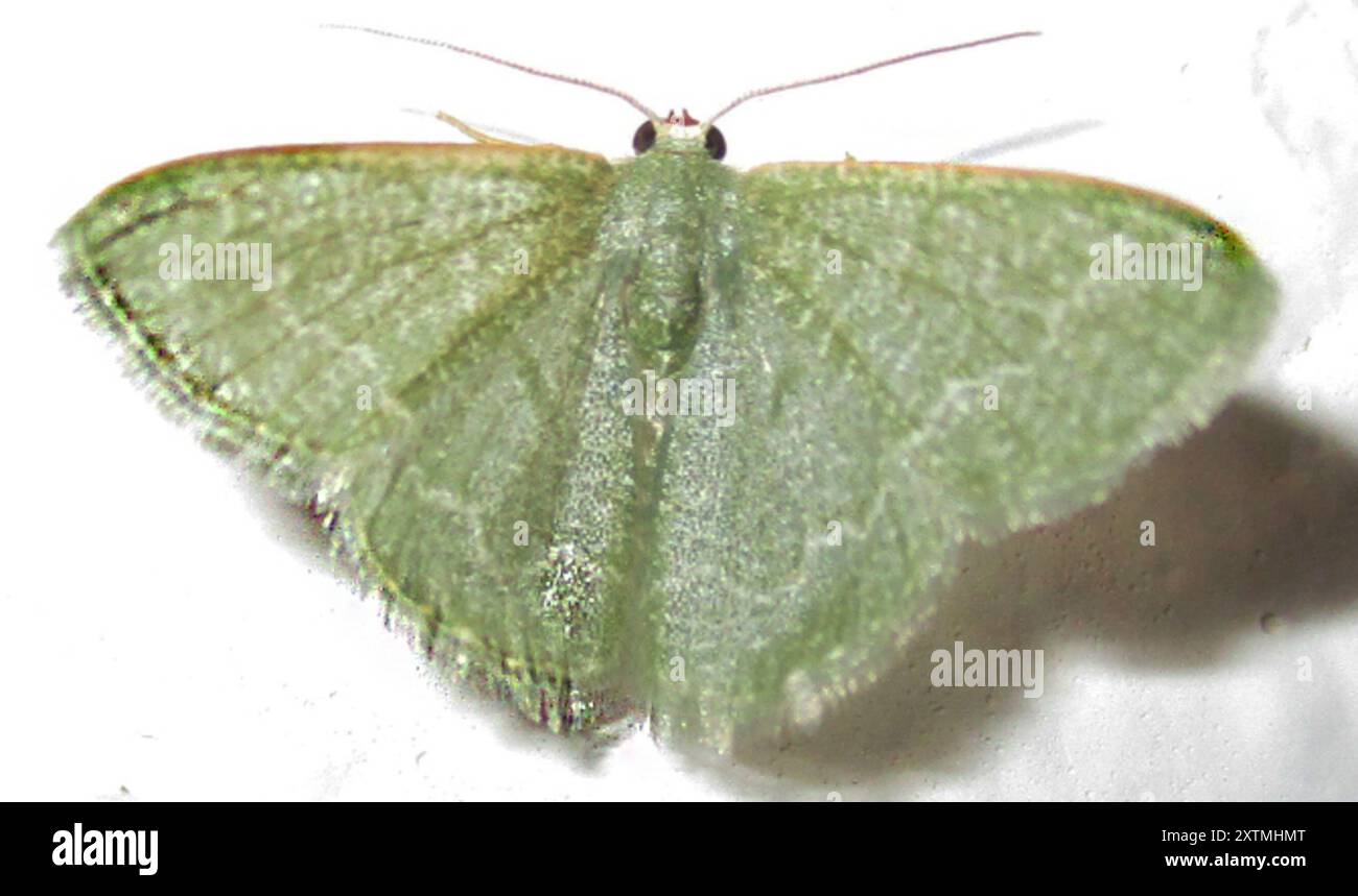 Geometer Moths (Geometridae) Insecta Stock Photo - Alamy