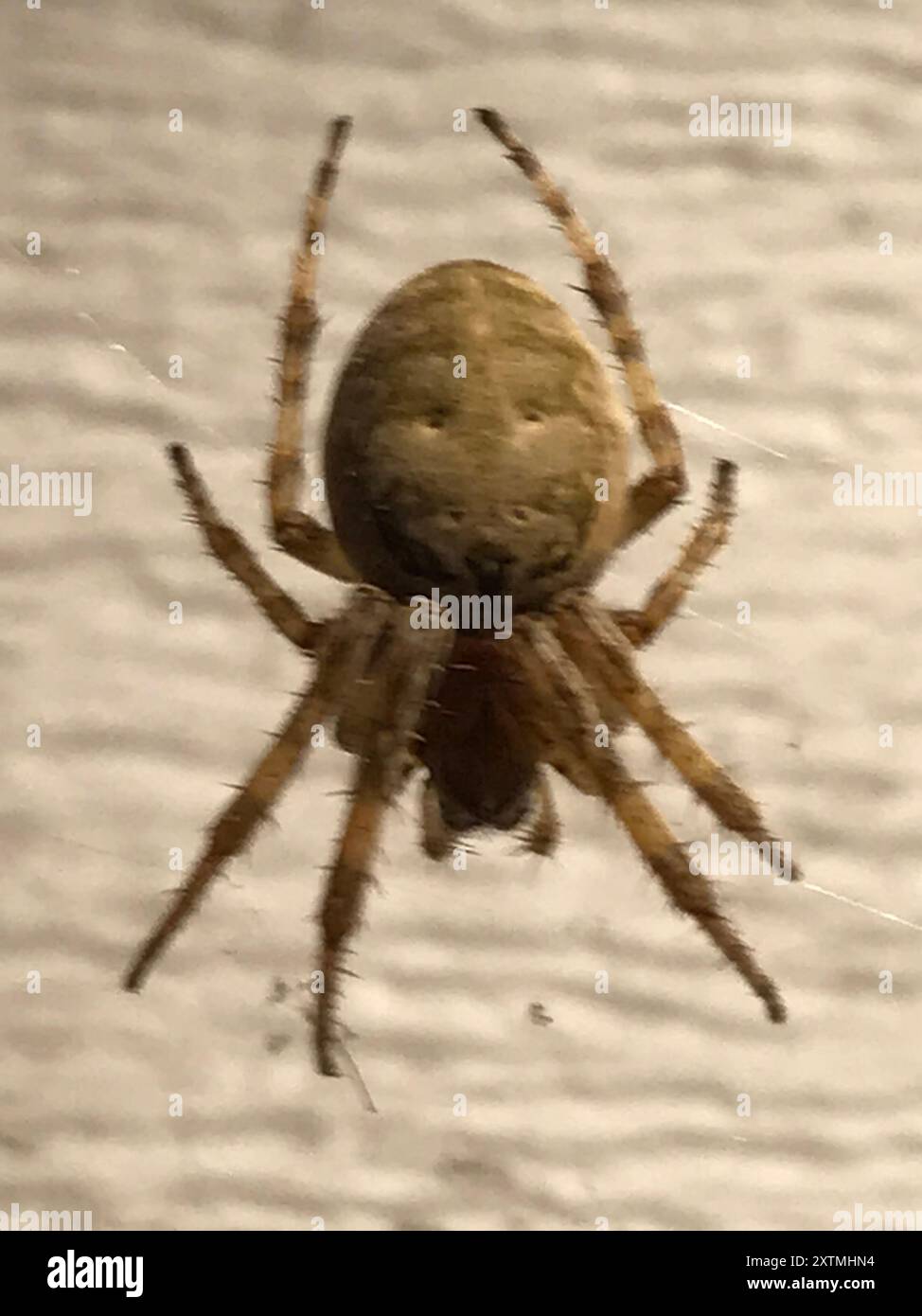 Furrow Spiders (Larinioides) Arachnida Stock Photo - Alamy